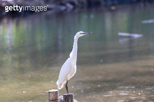 Little egret in Izumi Nature Park, Wakaba Ward, Chiba City, Chiba ...