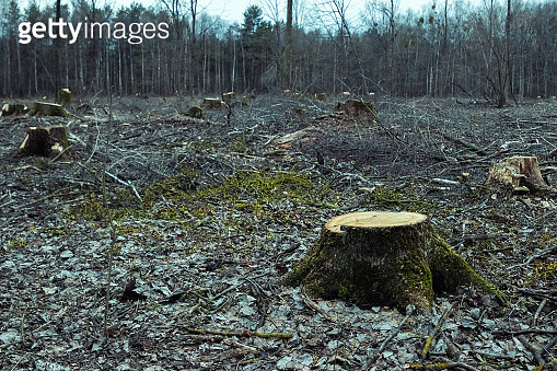 Cutting down trees, forest destruction. Glade stumps in the forest. The ...