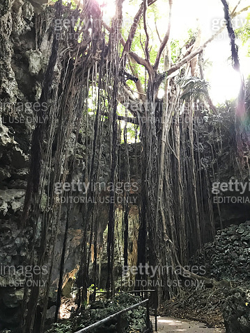 The huge banyan tree symbolizes the Valley of Gangala in Okinawa, Japan ...