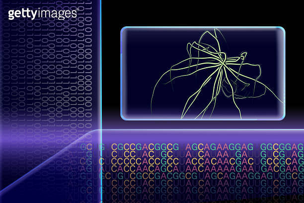 Computer analysis of DNA and RNA of human cells and viruses. Binary ...