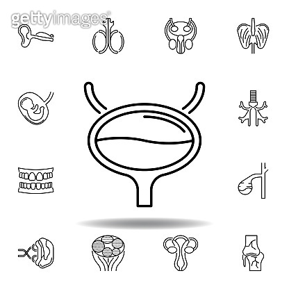 set of human organs bladder outline icon. Signs and symbols can be used ...