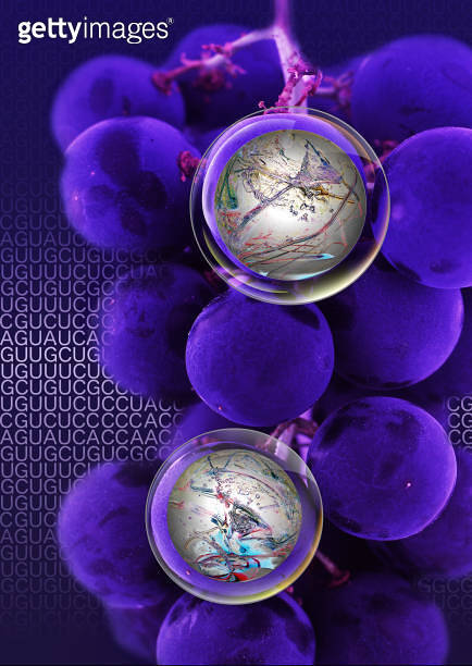 Genetically modified grape and cell image and genetic code (1153613773 ...