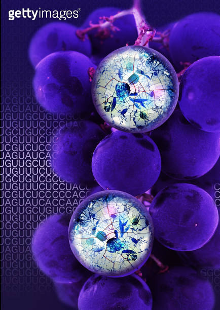 Genetically modified grape and cell image and genetic code (1153613224 ...