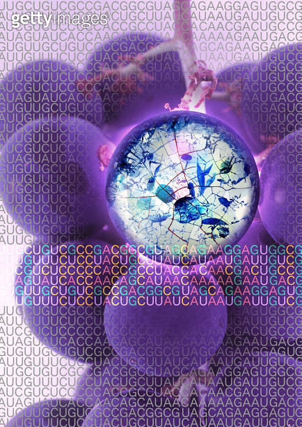 Genetically modified grape and cell image and genetic code (1153613117 ...