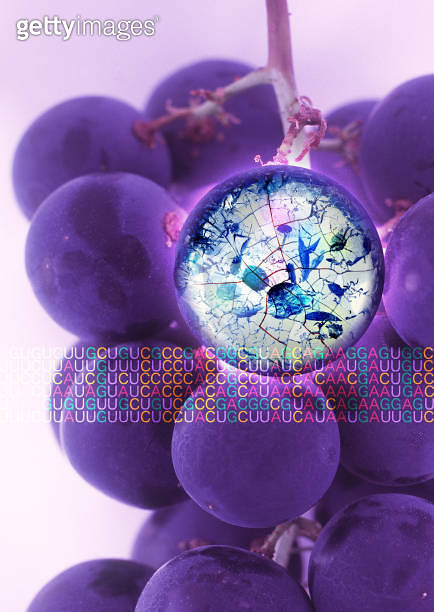 Genetically modified grape and cell image and genetic code (1153613070 ...