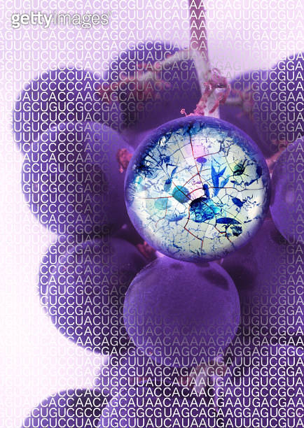 Genetically modified grape and cell image and genetic code (1153613073 ...