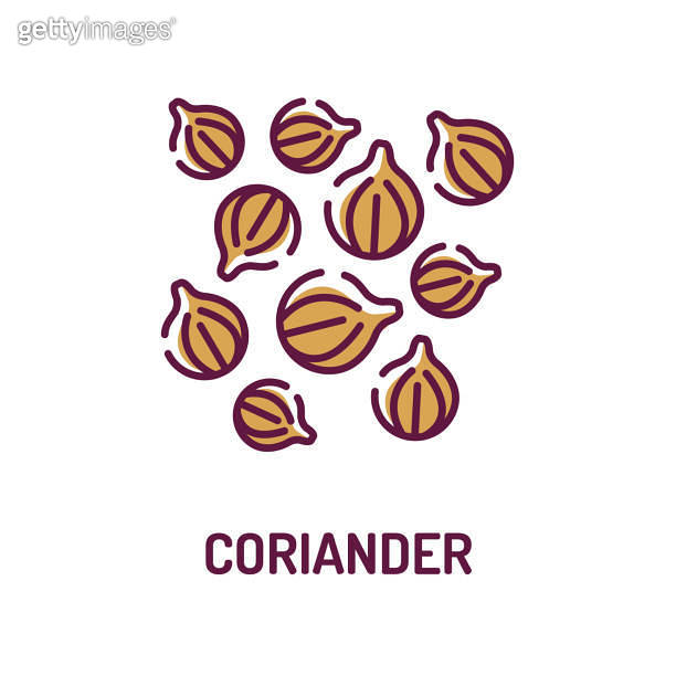 Coriander color line icon. Spices product sign. 이미지 (1186992590) - 게티이미지뱅크