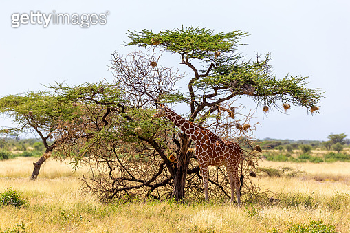 Two Somalia giraffes eat the leaves of acacia trees (1192939455) - 게티이미지뱅크