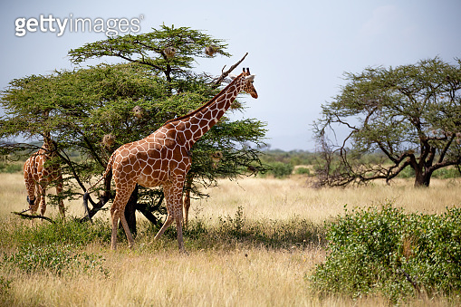 Two Somalia giraffes eat the leaves of acacia trees 이미지 (1192935114 ...