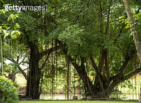 Beautiful bog tree with branches and green leaves,canel side,in a park ...