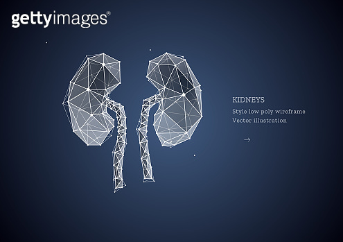 Kidney. Low poly wireframe style. Poster concept, the treatment of ...