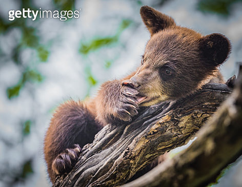 Cute baby bear cub licks his paw 이미지 (1172554137) - 게티이미지뱅크