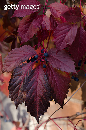 Wild red grape leaves. Bright fall background. (1158696560) - 게티이미지뱅크