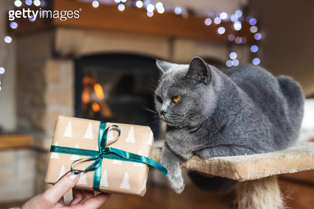 Woman giving gift box to her british shorthair cat 이미지 (1190882482 ...