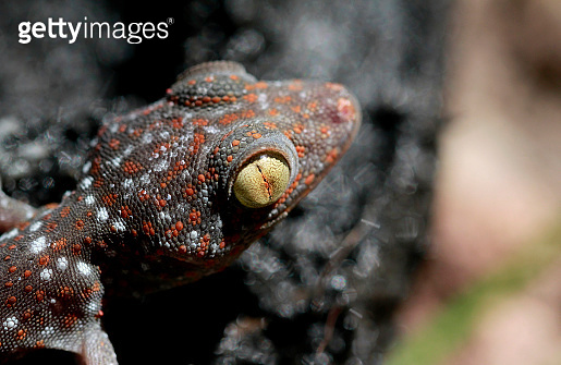 macro shot of the eye of a Tokay Gecko (Gecko gecko). (1124569670) - 게티 ...