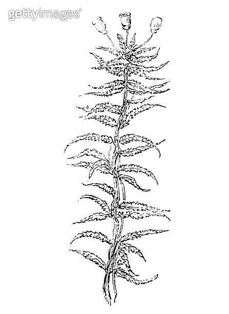 Sphagnum capillifolium (red bogmoss, small red peat moss) (1142570766 ...