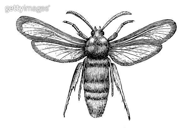 Hornet Moth or Hornet Clearwing (Sesia apiformis) (1142378399) - 게티이미지뱅크