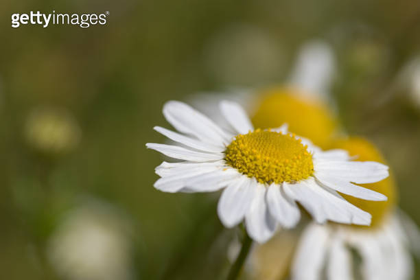 Uncultivated 'daisy' (Mayweed Sea) in bloom 이미지 (1167331463) - 게티이미지뱅크