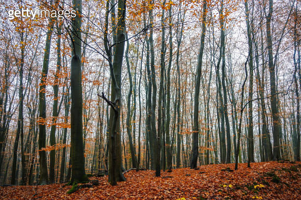 Beech forest in autumn with dark tree trunks and red colored foliage on ...