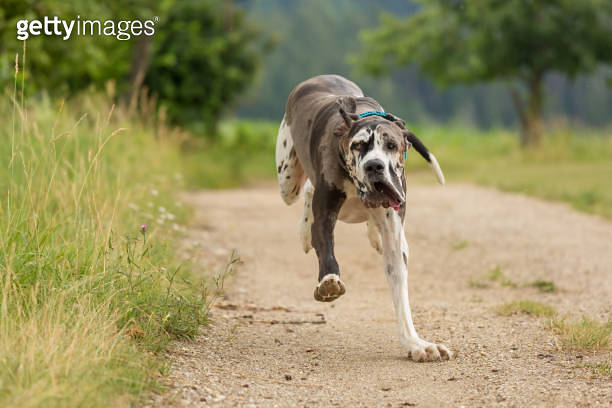 big dog running in direction of camera (1163693668) - 게티이미지뱅크