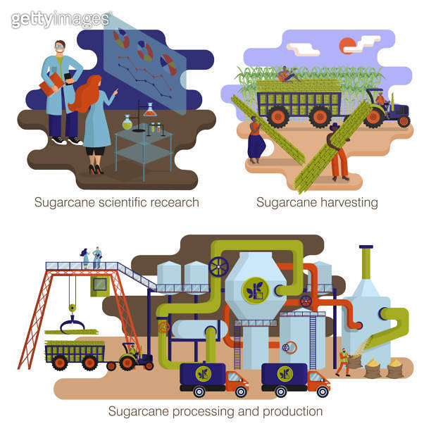 Sugar cane manufacturing. Process and production stages. Icon set ...