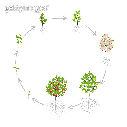 Cherry tree growth stages. Vector illustration. Ripening period ...
