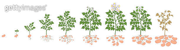 Potatoes plant growing process vegetables plants. Potato growth stages ...