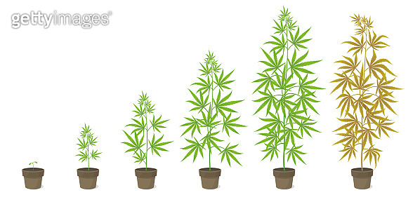 The Growth Cycle of Cannabis potted plant. Marijuana phases set. Hemp ...