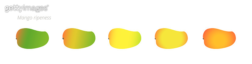 Mango ripeness stages chart. Colour gradation set fruit plant. Ripening ...