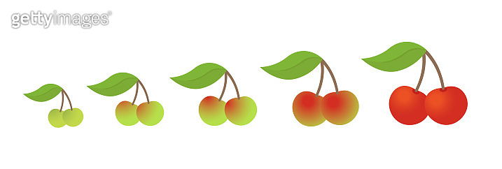 Cherry fruit ripeness stages chart. Colour and size, scale gradation ...