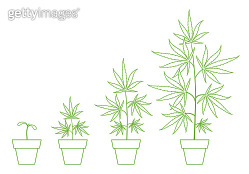 Growth stages of hemp potted plant. Marijuana phases set. Cannabis ...