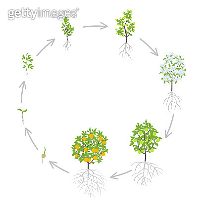 Peach tree growth stages. Vector illustration. Ripening period ...