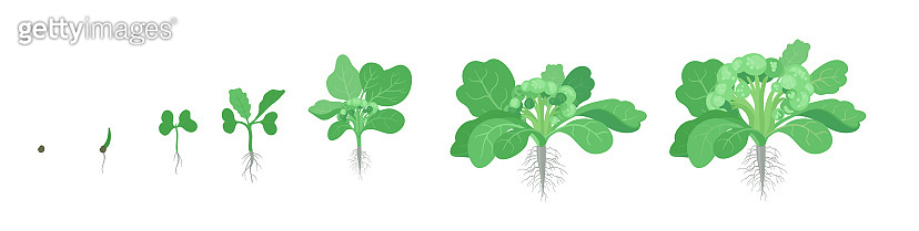 Crop stages of Broccoli cabbage. Growing broccoli plant. Harvest growth ...