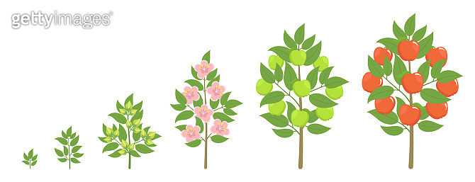 Apple tree growth stages. Ripening period progression. Fruit tree life ...