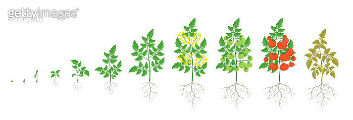 Growth stages of Tomato plant. Solanum lycopersicum. Ripening period ...