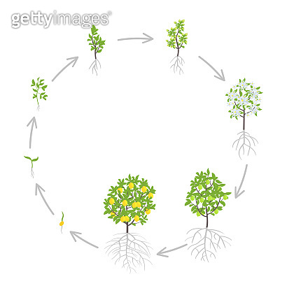 Lemon tree growth stages. Vector illustration. Ripening period ...