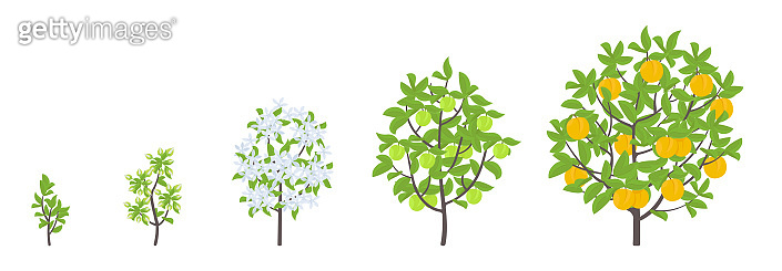 Peach tree growth stages. Vector illustration. Ripening period ...