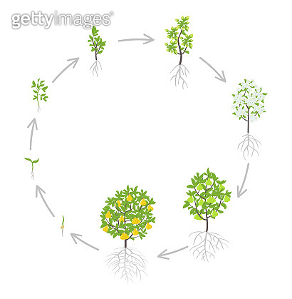 Pear tree growth stages. Vector illustration. Ripening period ...