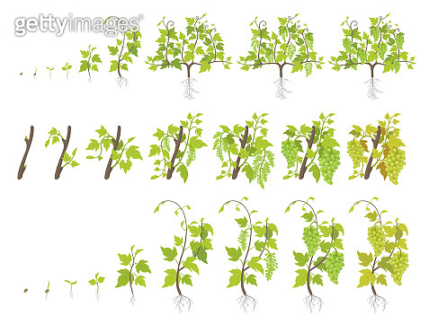 Growth stages of grape plant. Vineyard planting increase phases. Vector ...