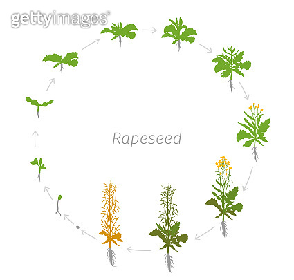 Circular life cycle of Rapeseed Brassica napus oilseed rape Round ...