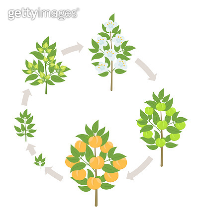 Peach tree growth stages. Vector illustration. Ripening period ...