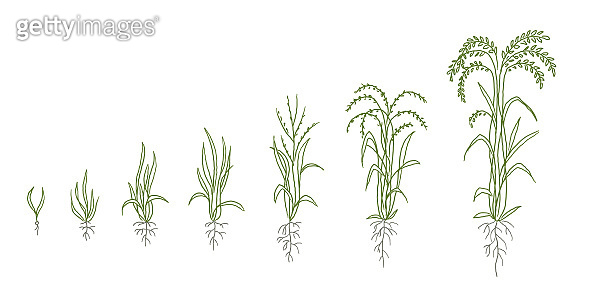 Rice growth stages sketch. Oryza sativa animation progress. Plant ...