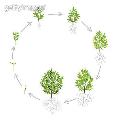 Olive tree growth stages. Vector illustration. Ripening period ...