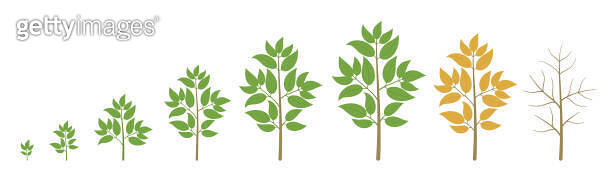 Tree growth stages. Ripening period progression. Tree life cycle ...