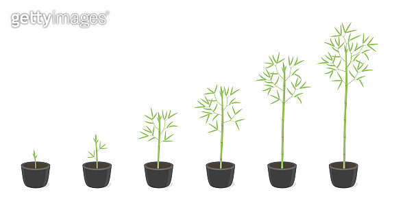 Bamboo potted growth stages. Clumping bamboos ripening period ...