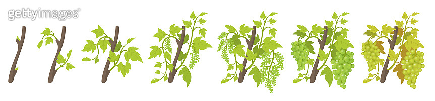 Growth stages of vine grape plant. Vineyard planting phases. Vector ...