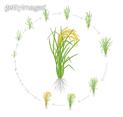 Circular life cycle of rice. Growth stages of rice plant. Rice increase ...