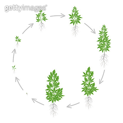Circular growth stages of hemp plant. Marijuana round phases set ...