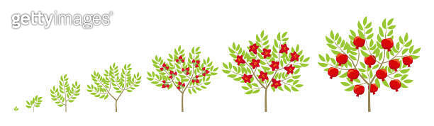 Pomegranate tree growth stages. Ripening period punica granatum ...