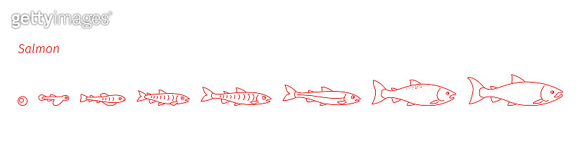 Stages of Atlantic salmon fish growth set. Coho fish from egg to fry. Sockeye aquaculture ...